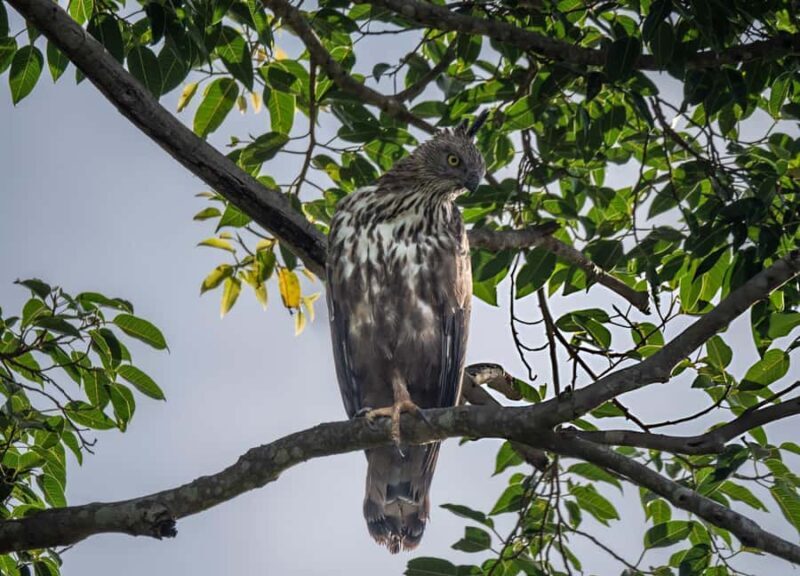 From Galle: Udawalawe National Park Elephant Safari - Comparing Similar Experiences