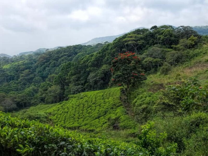 From Galle/Weligama/Mirissa/Matara: Day Trip to Sinharaja - Who Will Love This Tour?