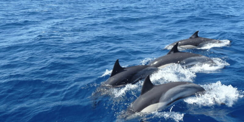 From Galle : Whale and Dolphin Watching Tour in Mirissa - Galle to Mirissa: An Unforgettable Whale and Dolphin Watching Experience