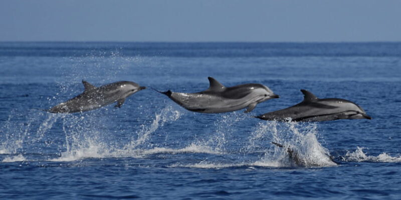 From Galle : Whale and Dolphin Watching Tour in Mirissa - A Closer Look at the Itinerary