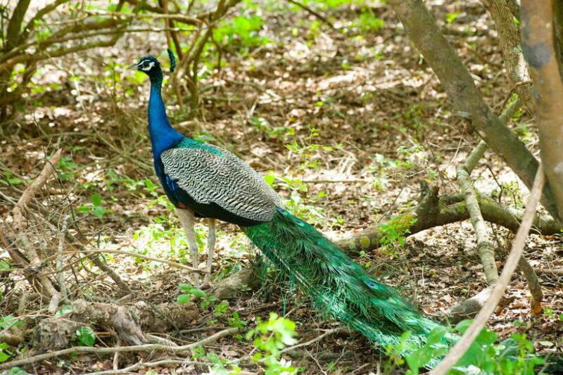From Galle: Yala Day Trip with Free Entrance and Food - Key Points