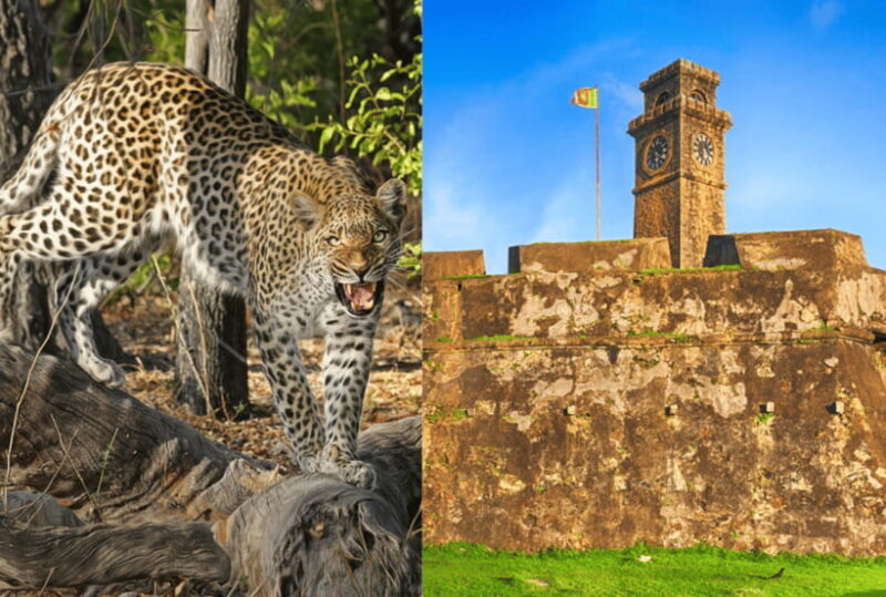 From Galle: Yala Day Trip with Free Entrance and Food - Practical Tips for Travelers