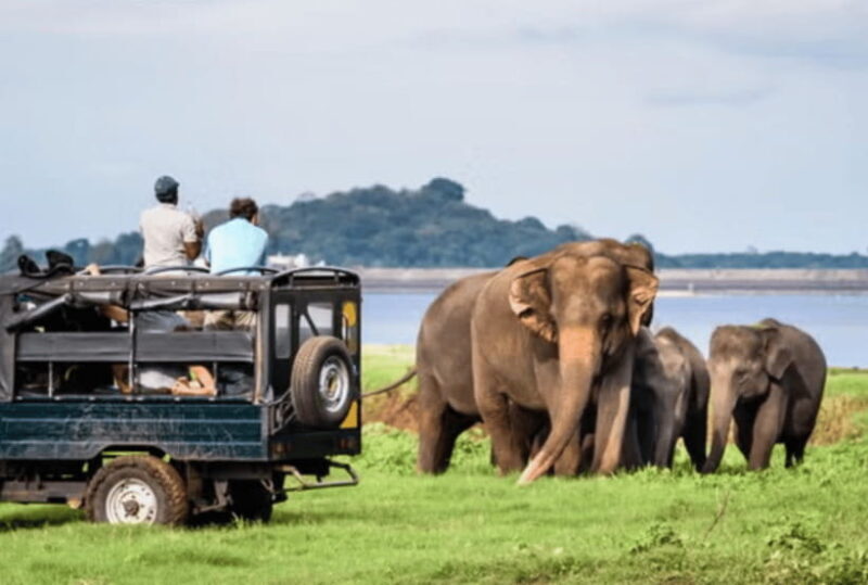 From Galle: Yala Day Trip with Free Entrance and Food - Is This Tour Worth It?