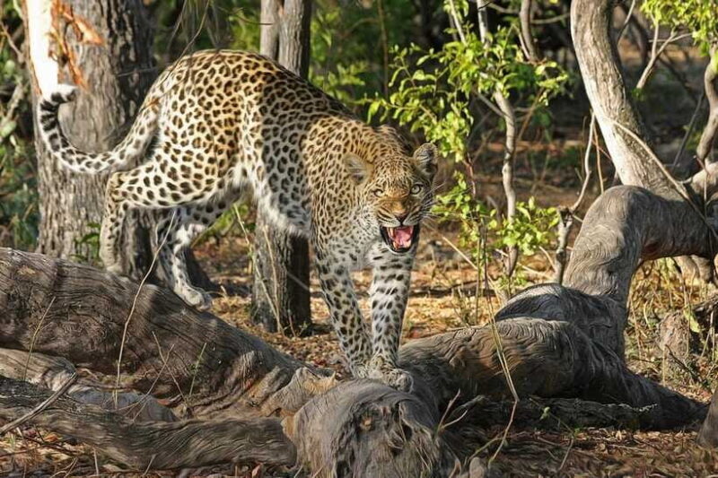 From Galle: Yala Day Trip with Free Entrance and Food - Who Should Consider This Tour?