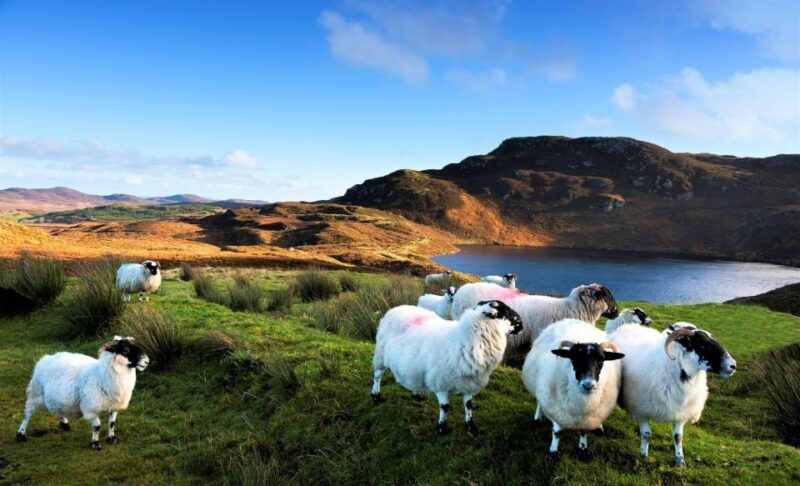 From Galway: Castles of Connemara Full-Day Tour - The Sum Up