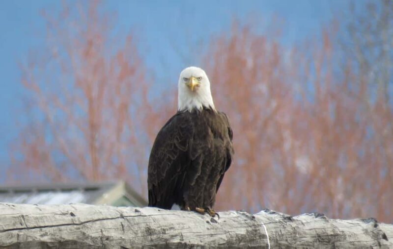 From Gardiner: Yellowstone Private Wolf & Wildlife Tour - Exploring Yellowstone in Winter: What to Expect