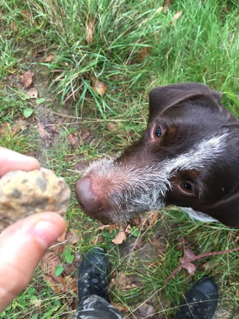 From Gavi: Piedmont Truffle Hunting Experience with Tasting - Practical Tips for Travelers