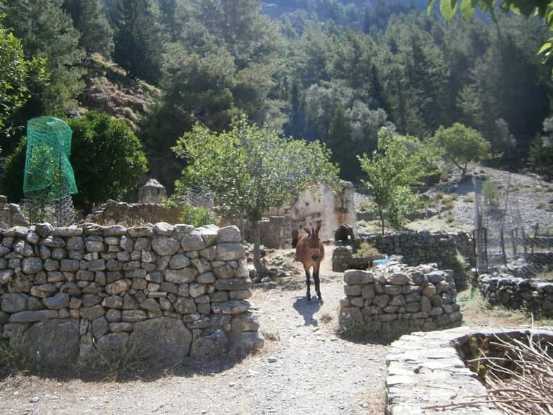 From Georgioupolis: Roundtrip Transfer to Samaria Gorge - What’s Included and What’s Not: Value and Considerations