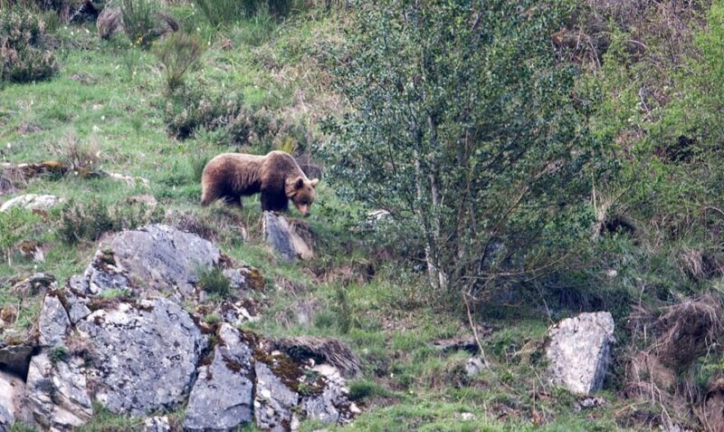 From Gijón, Oviedo or Pola de Somiedo: Brown Bear Spotting - The Itinerary Breakdown