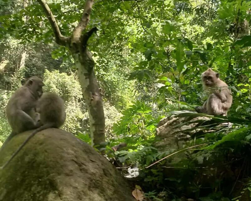 From Gili Island : Waterfalls and Traditional Village Tour - The Sum Up