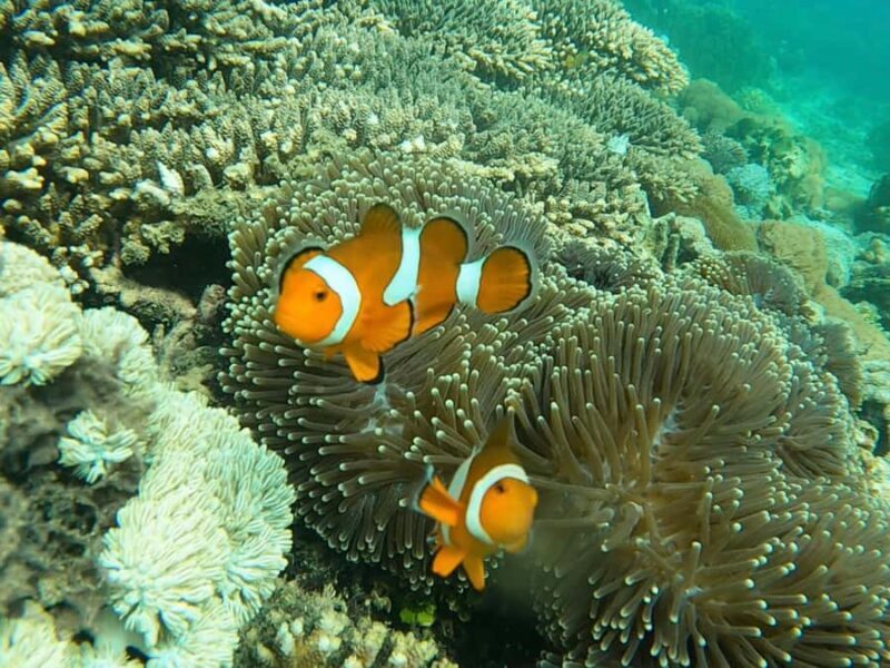 From Gili Meno: Private Snorkeling with Turtle & Statue - The Sum Up