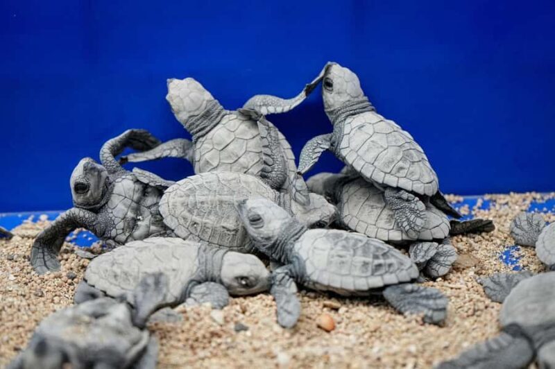 From Gili Trawangan: Small-Group Snorkeling Tour With Turtle - The Real Value