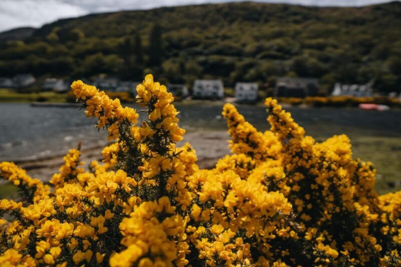 From Glasgow: A Day on the Isle of Arran with Admission - The Sum Up