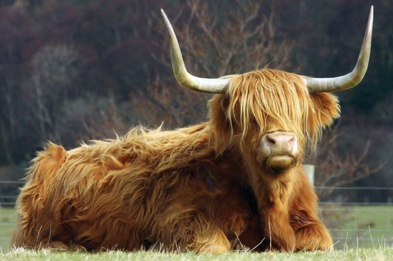 From Glasgow: Oban, Glencoe & West Highland Castles Day Trip - Who Is This Tour Best For?