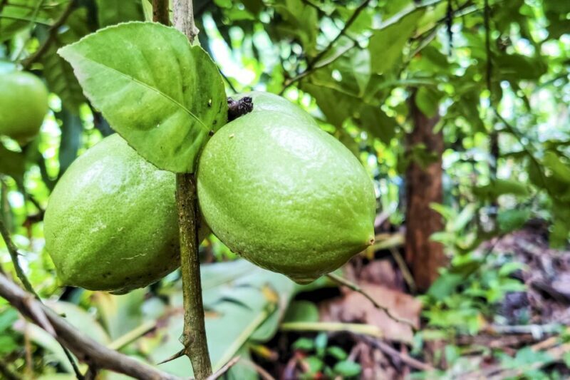 From Goa: Dudhsagar Waterfalls & Plantation Tour - An In-Depth Look at the Tour