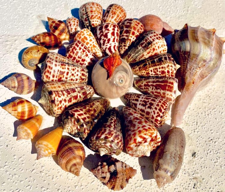 From Goodland: Private Shelling and Dolphin Watching Cruise - A Closer Look at the Tour Experience