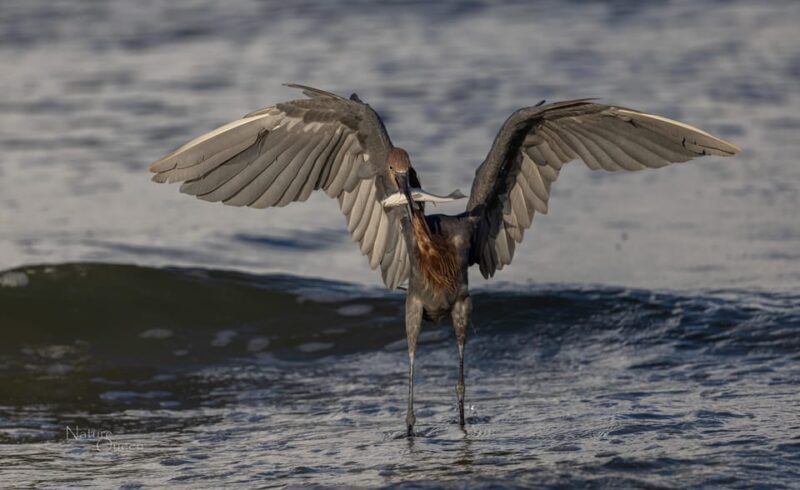 From Goodland: Private Shelling and Dolphin Watching Cruise - Practical Tips for Future Travelers
