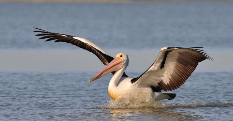 From Goolwa: Murray Mouth Cruise - Why This Cruise Is a Great Choice