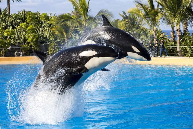 From Gran Canaria: Day Trip to Loro Parque Tenerife - Key Points