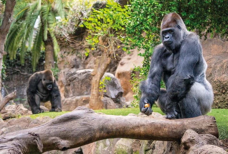 From Gran Canaria: Day Trip to Loro Parque Tenerife - The Cost and Its Value