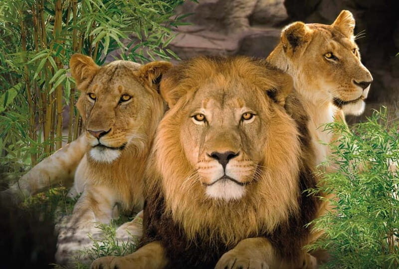 From Gran Canaria: Day Trip to Loro Parque Tenerife - Who’s This Tour Best For?