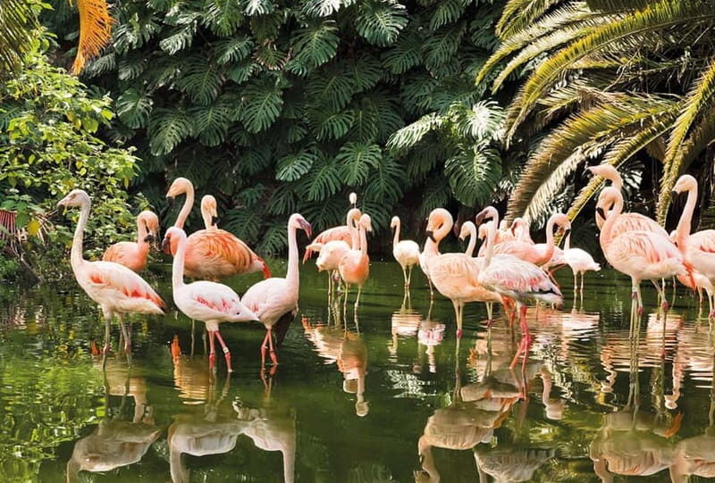From Gran Canaria: Day Trip to Loro Parque Tenerife - The Sum Up