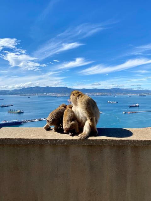 From Granada: Day trip to Gibraltar - Who Should Consider This Tour