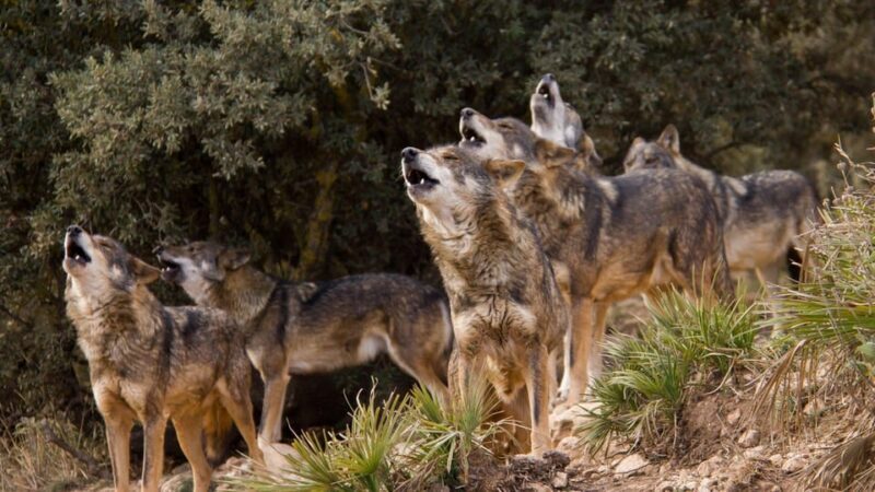 From Granada: Lobo Parque and Torcal de Antequera, Adventure Excursion - Authenticity and Value