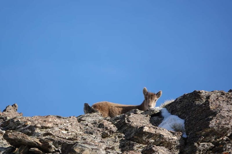 From Granada: Sierra Nevada Safari up to 2500 meters high - Transportation and Group Size — Why It Matters