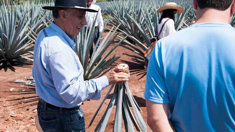 From Guadalajara: Pyramids & Jose Cuervo Tequila Tour - Key Points