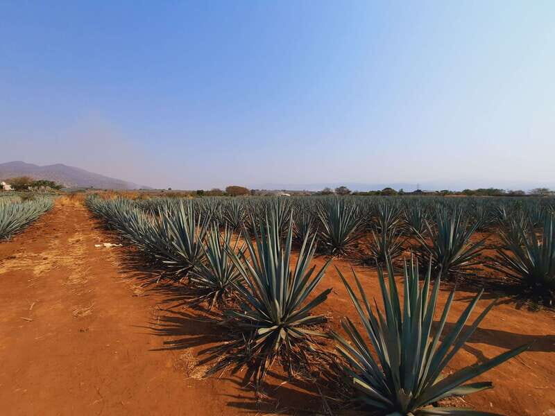 From Guadalajara: Pyramids & Jose Cuervo Tequila Tour - Summary