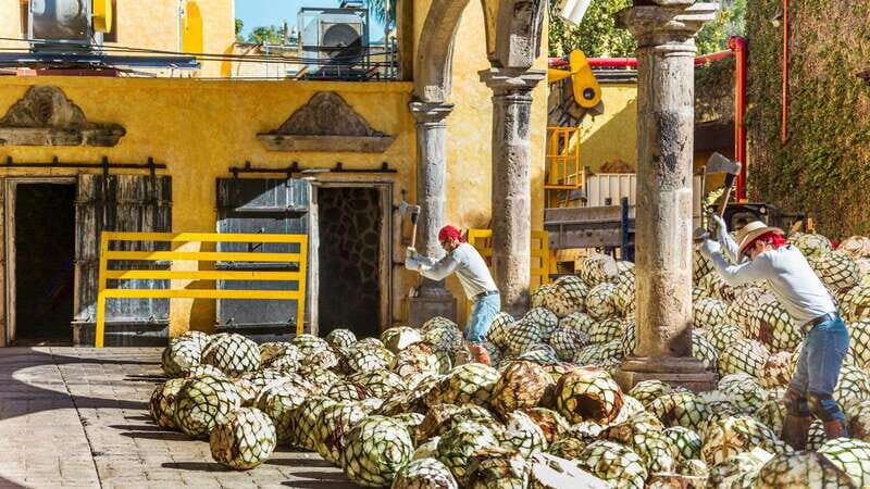 From Guadalajara: Town of Tequila & Jose Cuervo Factory Tour - Practical Tips for Participants