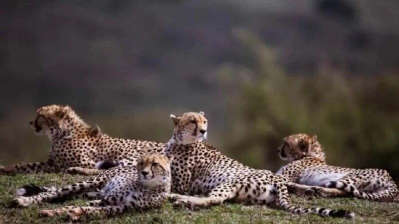 From Gwalior : Kuno National Park Safari Tour 3D/2N - Key Points