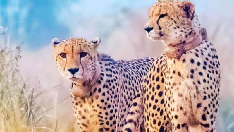 From Gwalior : Kuno National Park Safari Tour 3D/2N - FAQ