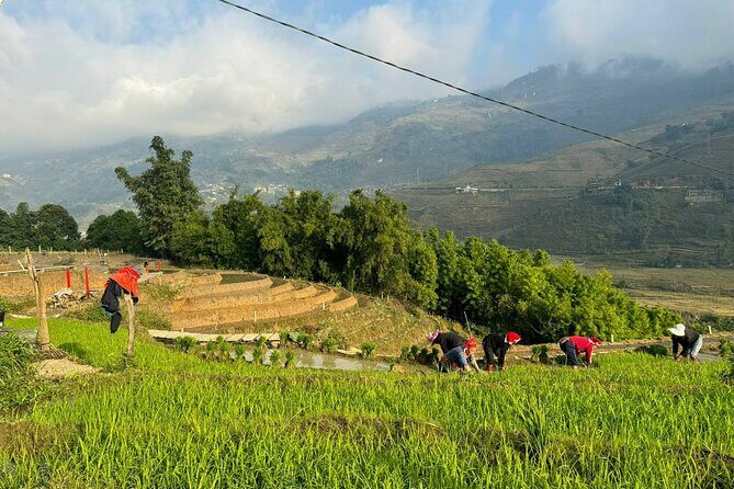 From Ha Noi: 3 Days and 2 Nights Sapa Trek with Local Guide - An In-Depth Look at the Sapa Trek Experience
