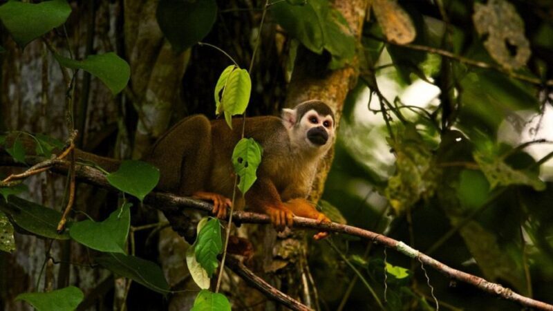 From Ha Noi Cuc Phuong National Park - Final Thoughts: Who Will Enjoy This Tour?