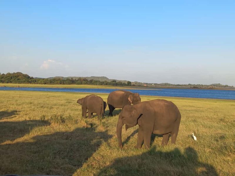 From Habarana: Minneriya National Park 4x4 Jeep Safari - Key Points