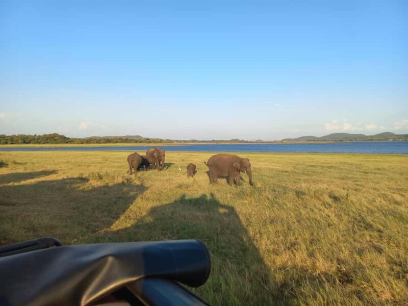 From Habarana: Minneriya National Park 4x4 Jeep Safari - FAQs