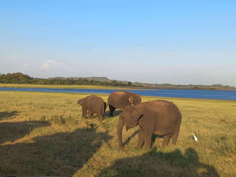 From Habarana: Minneriya National Park 4x4 Jeep Safari - Exploring Minneriya National Park on a 4x4 Jeep Safari from Habarana