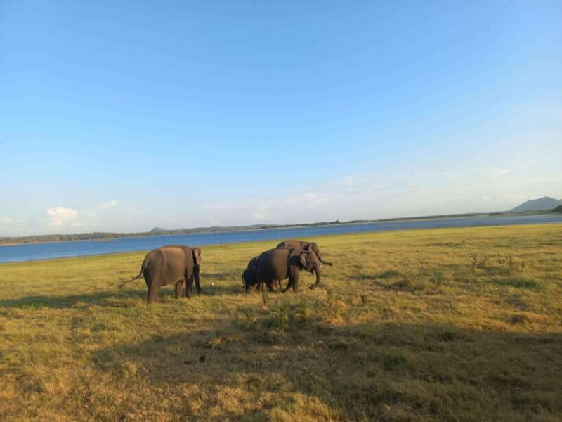 From Habarana: Minneriya National Park 4x4 Jeep Safari - The Experience: What Travelers Say