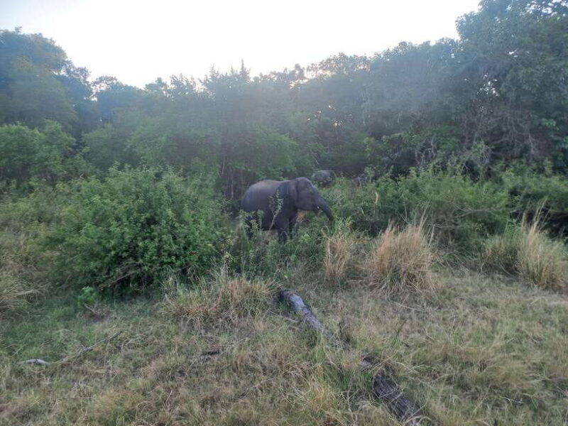 From Habarana: Minneriya National Park 4x4 Jeep Safari - The Sum Up: Is It Worth It?