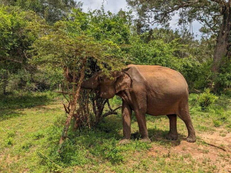 From Hambantota Harbor: Bundala National Park Safari-Private - Key Points