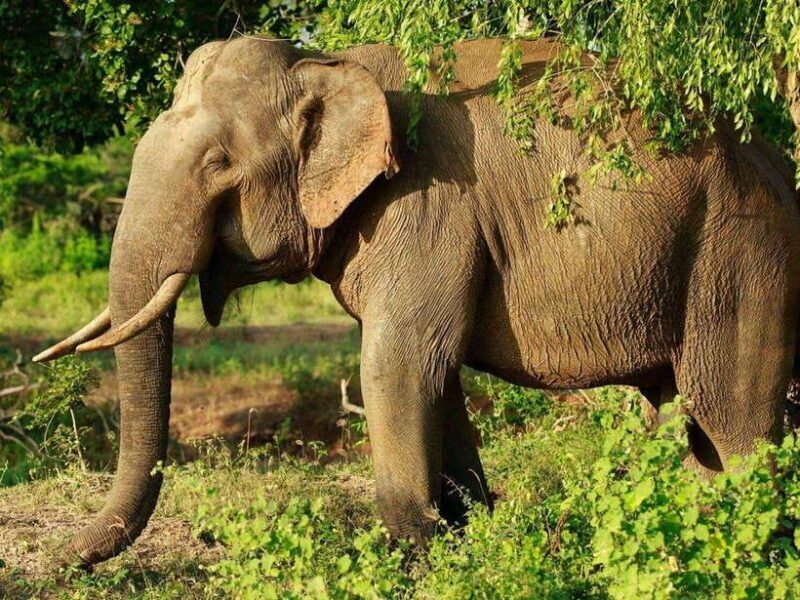 From Hambantota Harbor: Bundala National Park Safari-Private - Final Thoughts