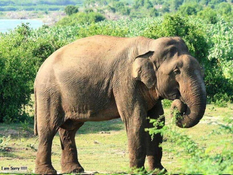 From Hambantota Harbor: Bundala National Park Safari-Private - FAQ