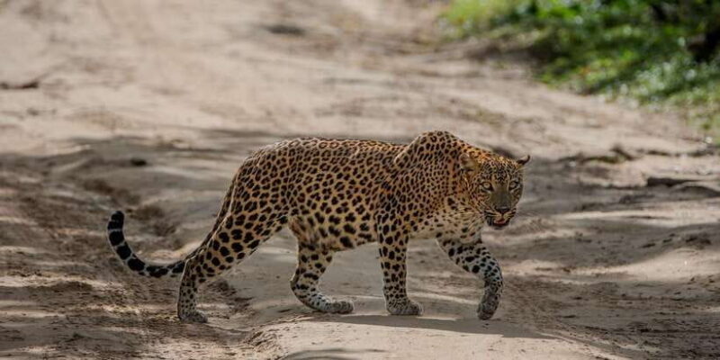 From Hambantota: Lunugamvehera National Park Wild Safari - Planning Your Safari: What to Expect