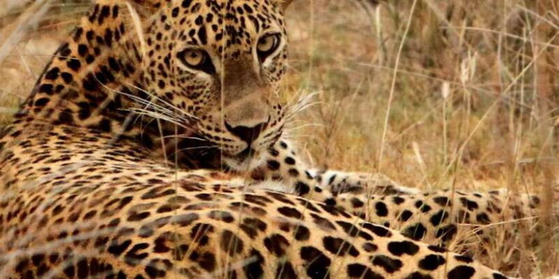 From Hambantota: Lunugamvehera National Park Wild Safari - Final Thoughts: Is It Worth It?