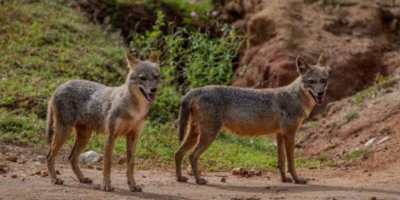 From Hambantota: Lunugamvehera National Park Wild Safari - FAQ