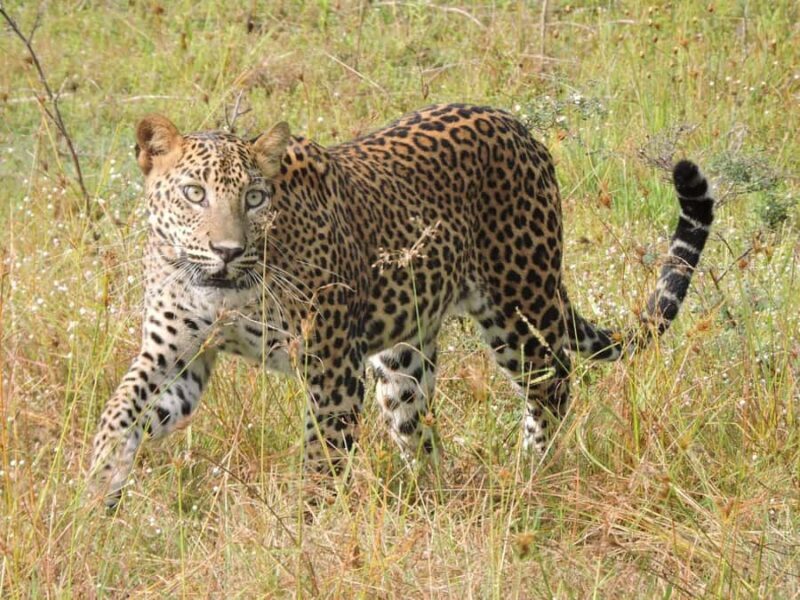 From Hambantota Port: All Inclusive Half Day Safari in Yala - Key Points