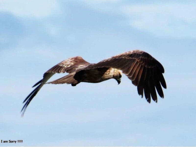 From Hambantota Port: All Inclusive Half Day Safari in Yala - What Makes This Safari Stand Out?