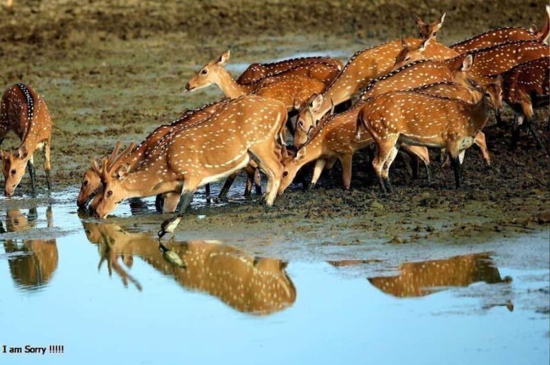 From Hambantota Port: All Inclusive Half Day Safari in Yala - Wildlife Encounters and Photography